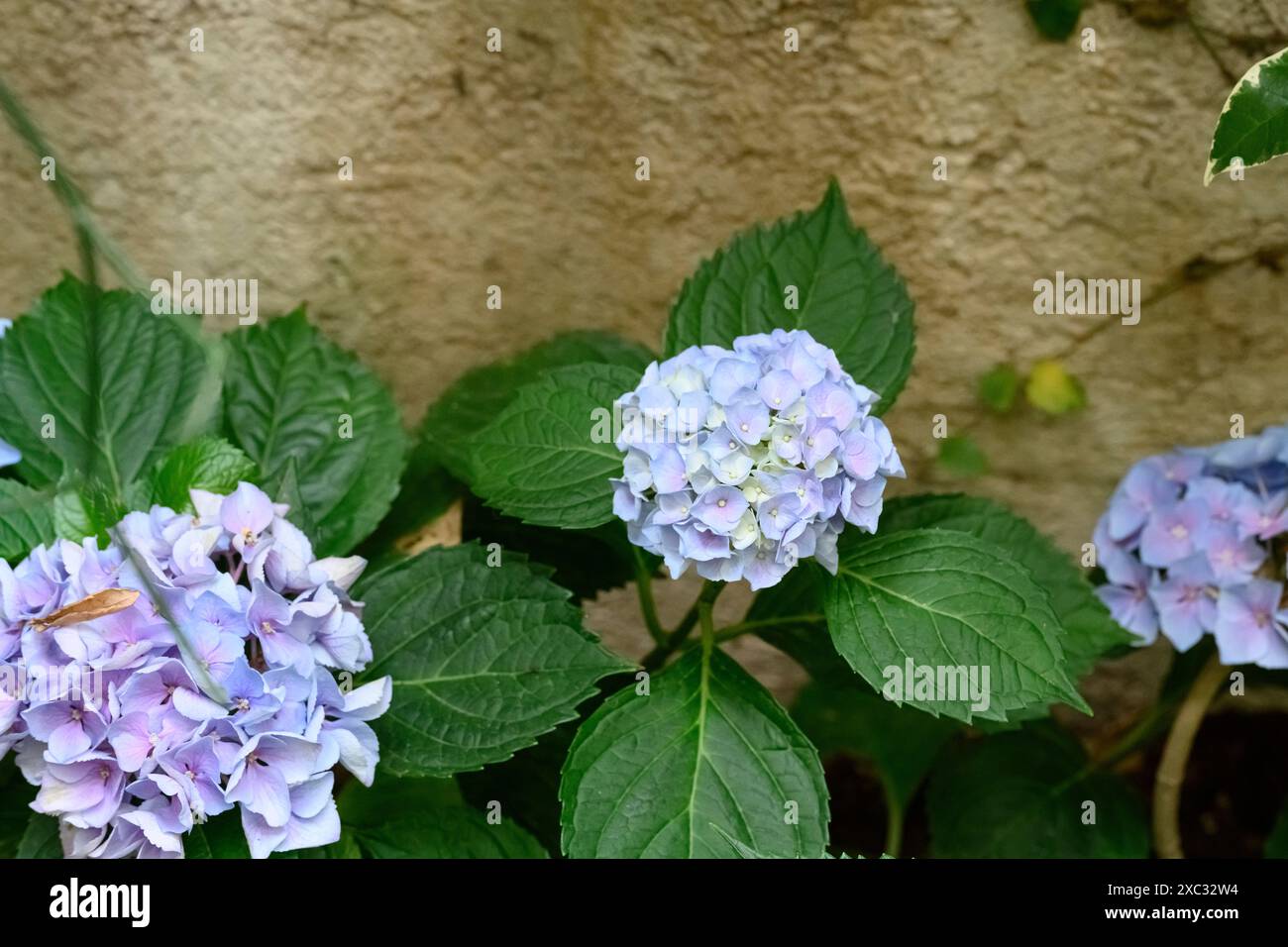 Hydrangea, commonly named the hortensia, is a genus of more than 70 ...