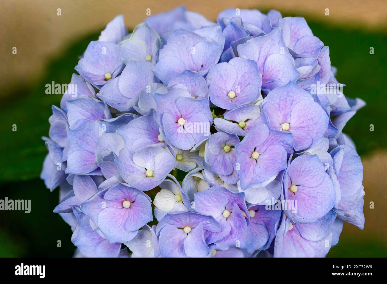 Hydrangea, commonly named the hortensia, is a genus of more than 70 ...