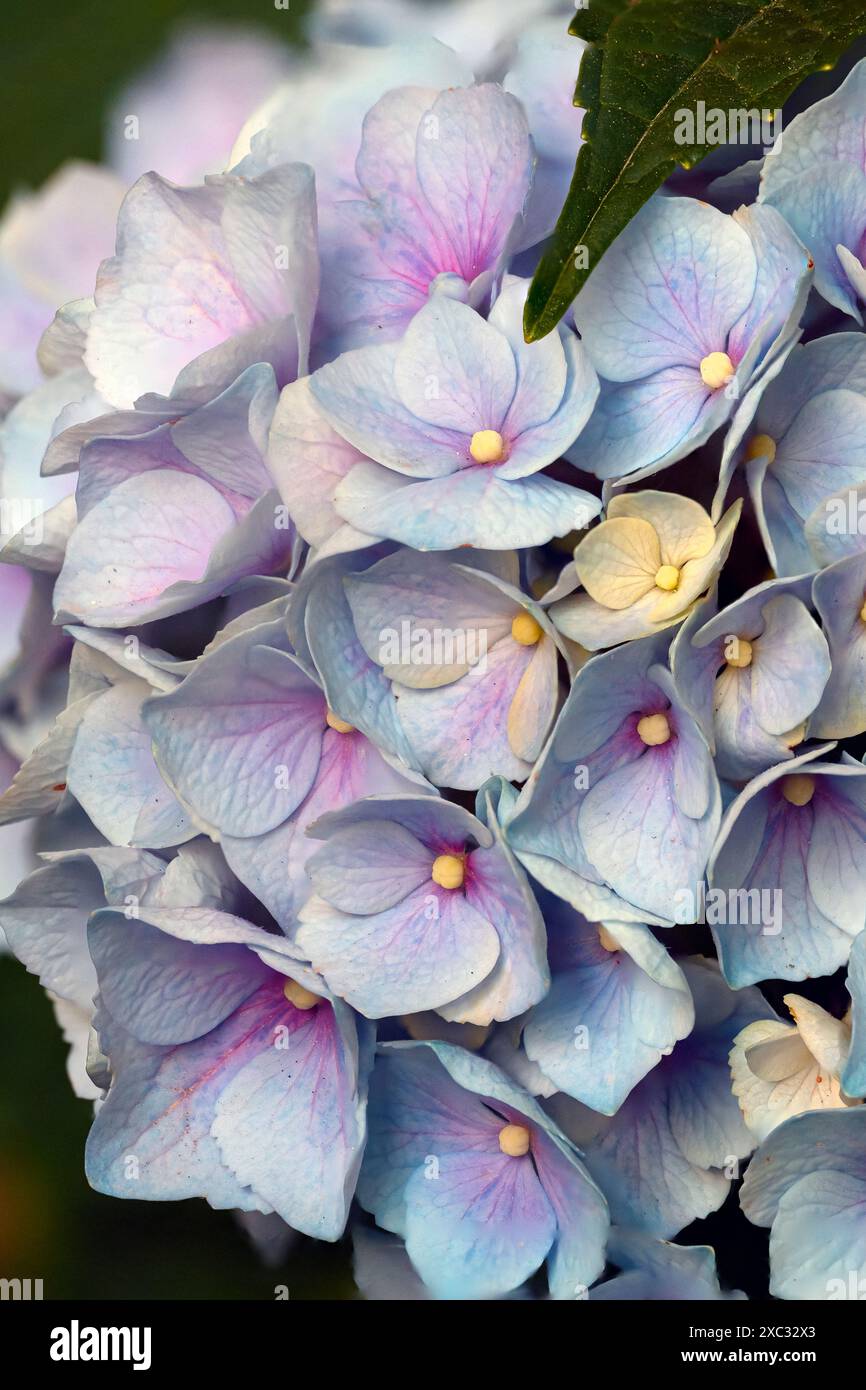 Hydrangea, commonly named the hortensia, is a genus of more than 70 ...
