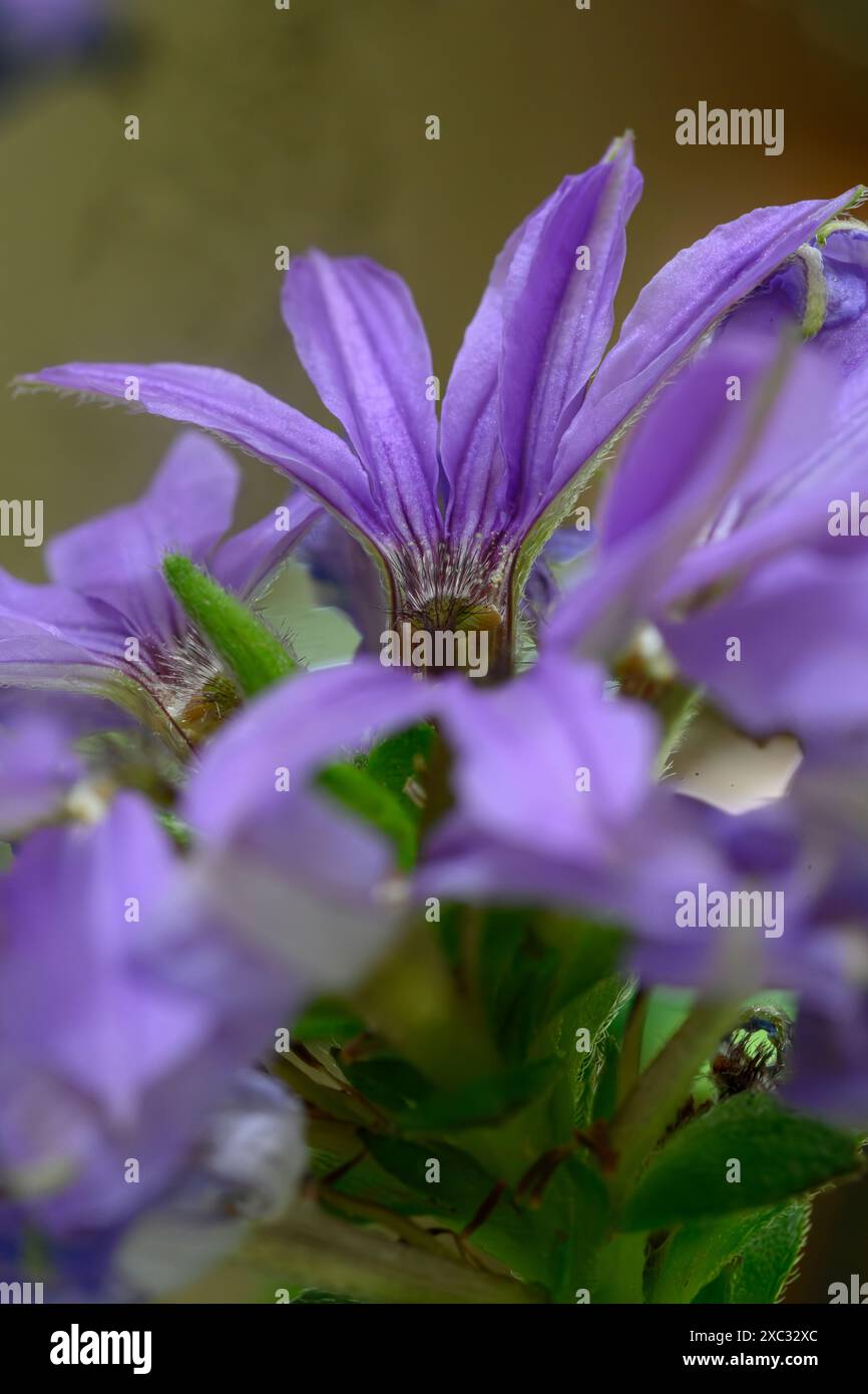 Scaevola aemula, commonly known as the fairy fan-flower or common fan ...