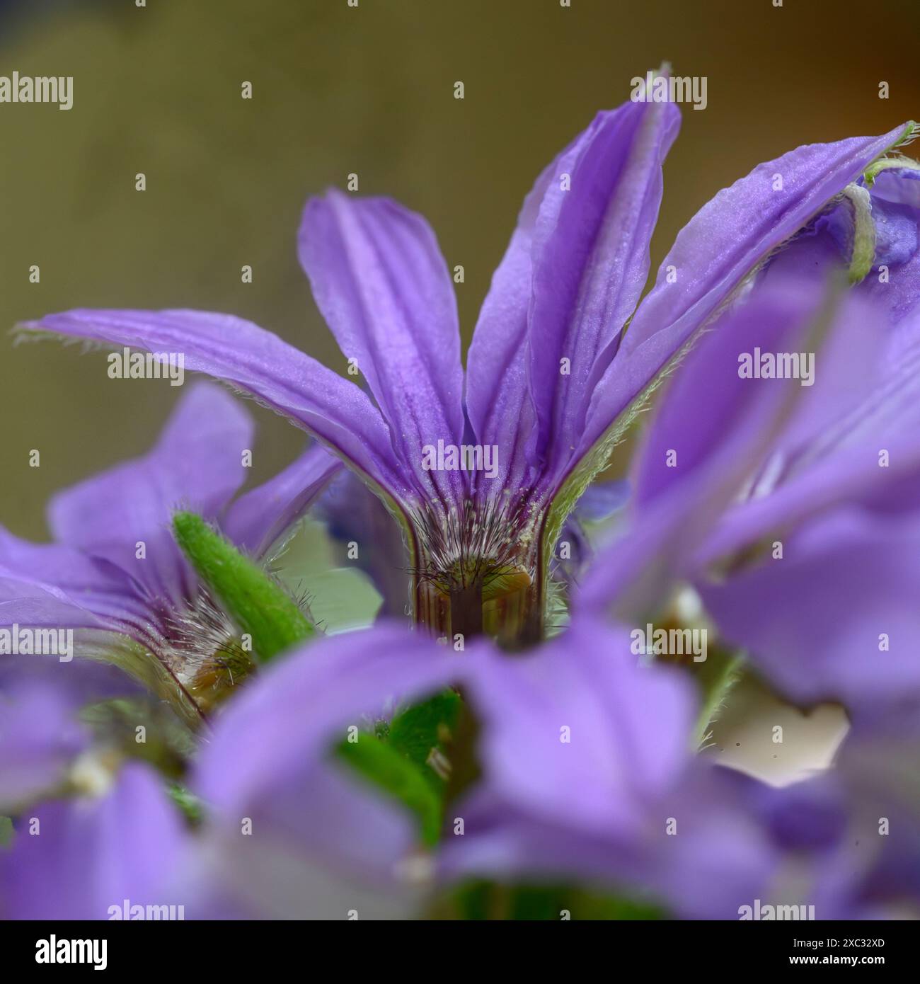 Scaevola aemula, commonly known as the fairy fan-flower or common fan ...