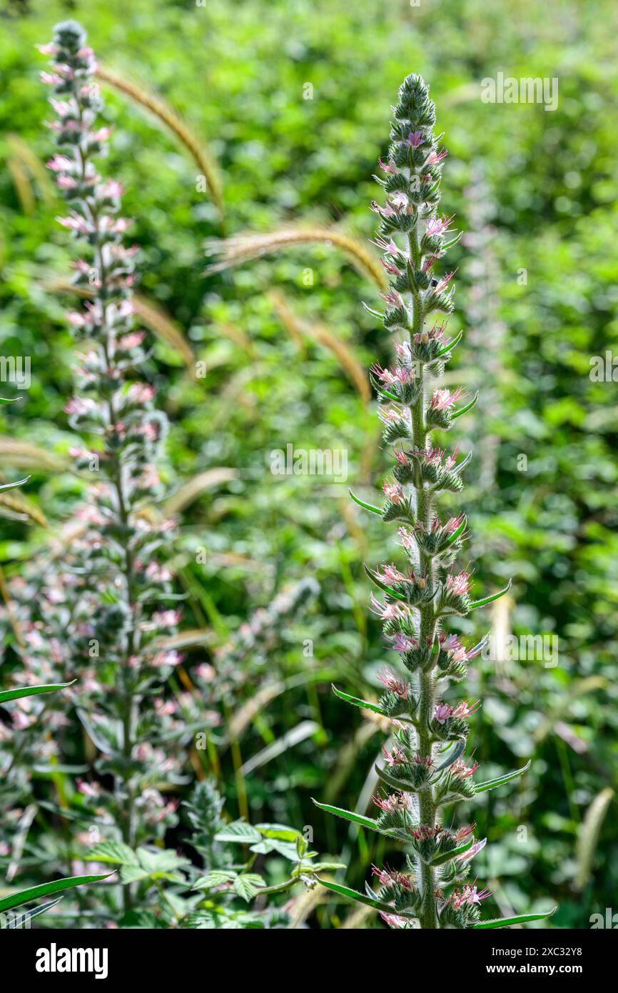 Echium glomeratum, Tall Viper's-bugloss, Hebrew: עכנאי מגובב, Arabic ...