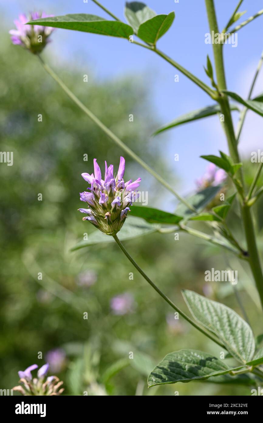 Bituminaria bituminosa, the Arabian pea or pitch trefoil, is a ...