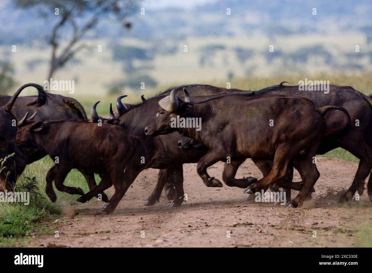 A herd of African Buffalo or Cape Buffalo (Syncerus caffer) running ...