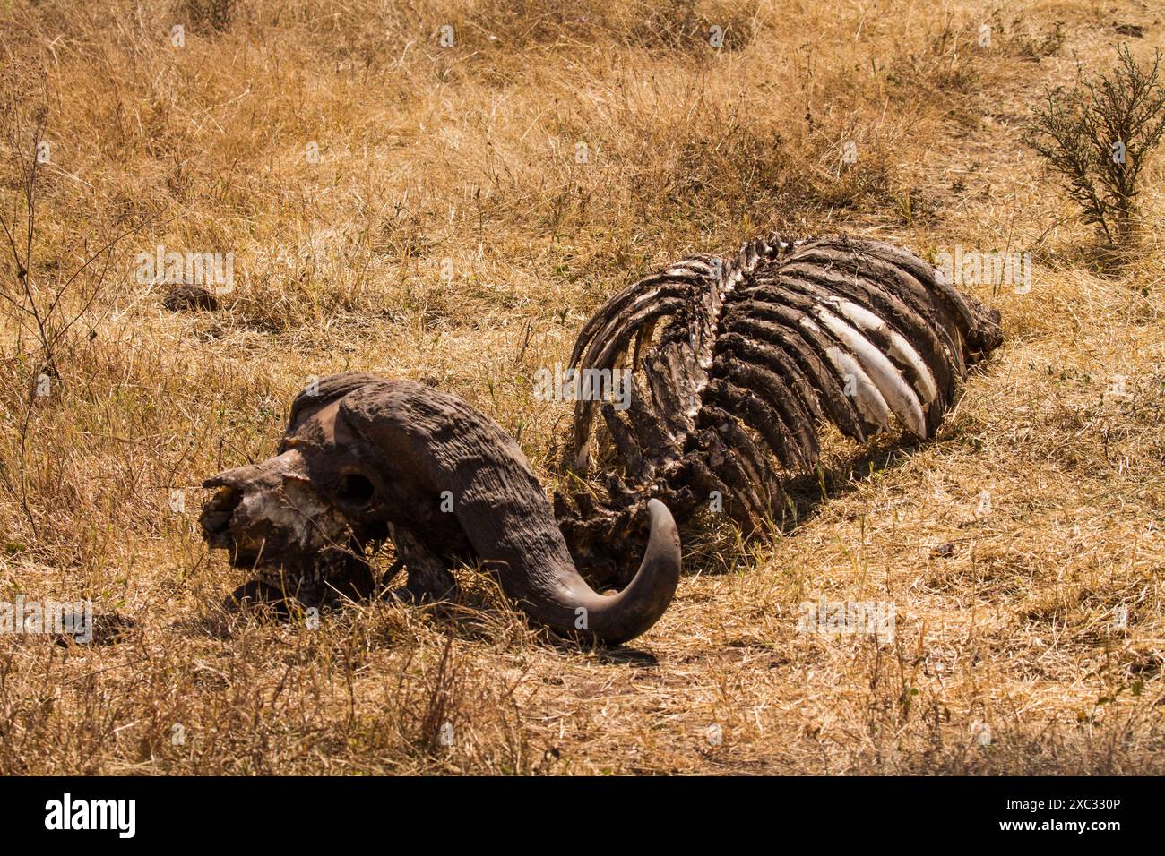 Skull and carcass of a Cape buffalo (Syncerus caffer) Photographed at ...