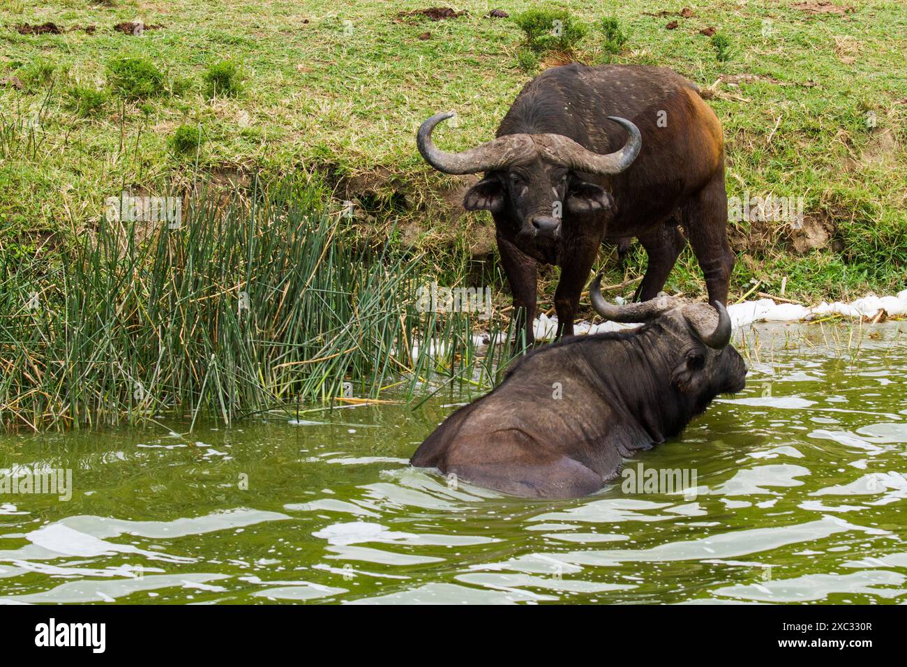 African Buffalo AKA Cape Buffalo (Syncerus caffer) in waterpool Stock Photo - Alamy