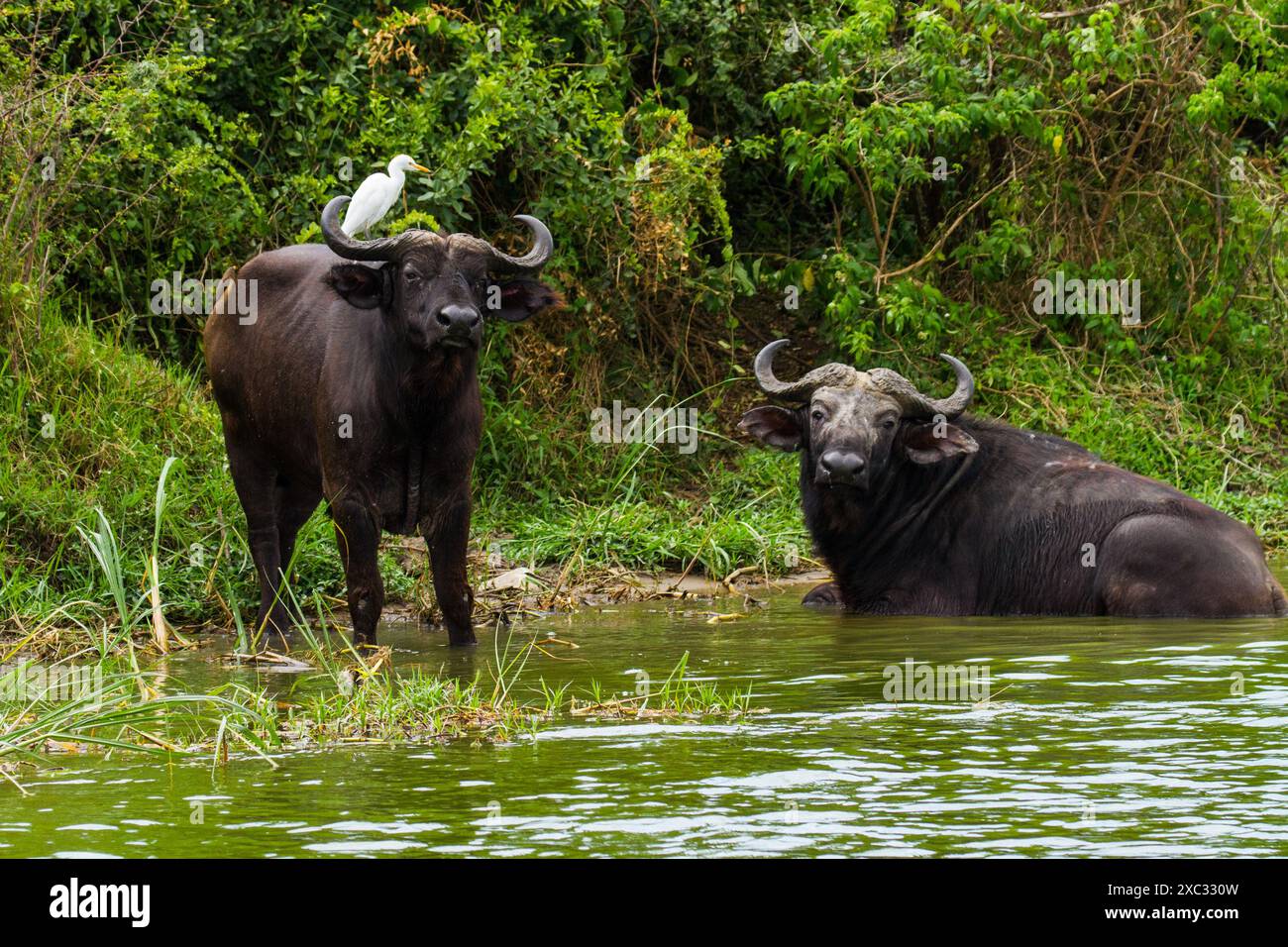 African Buffalo AKA Cape Buffalo (Syncerus caffer) in waterpool Stock ...