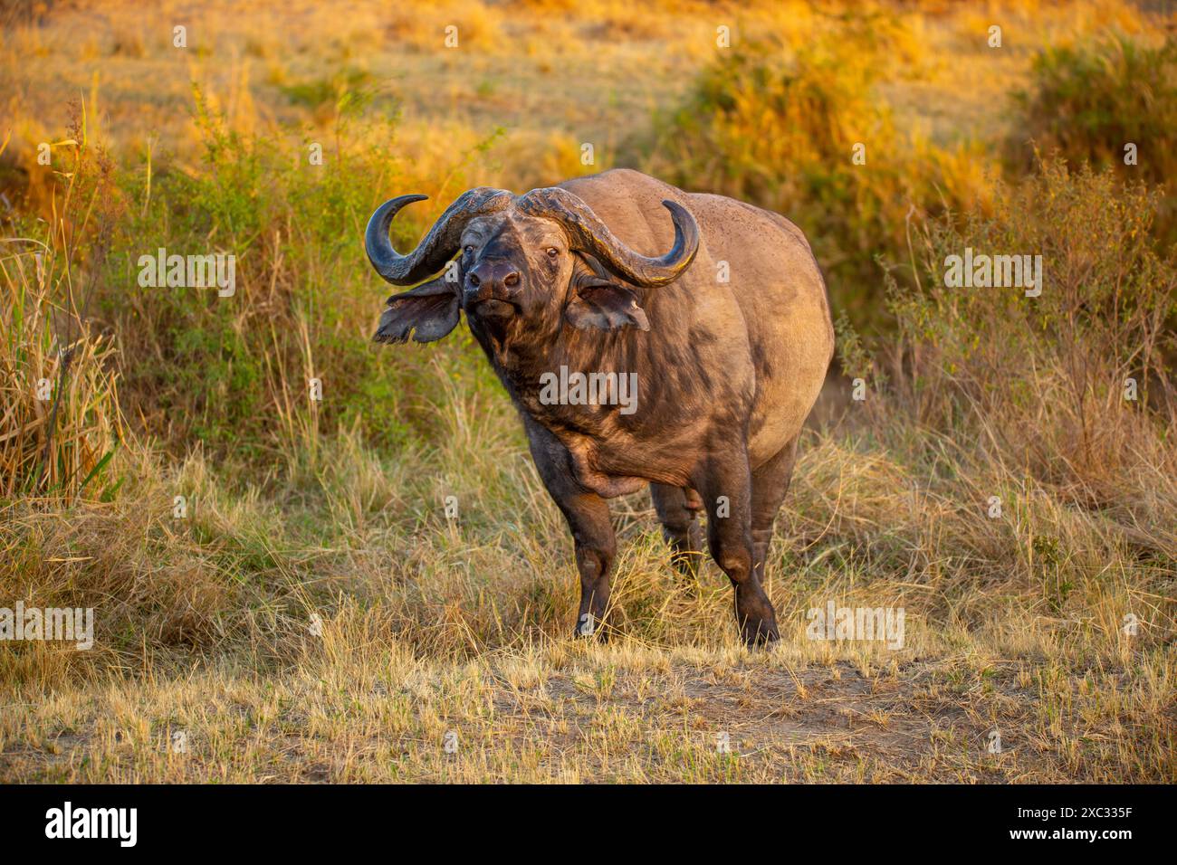portrait of an African buffalo (Syncerus caffer). This large herbivore ...