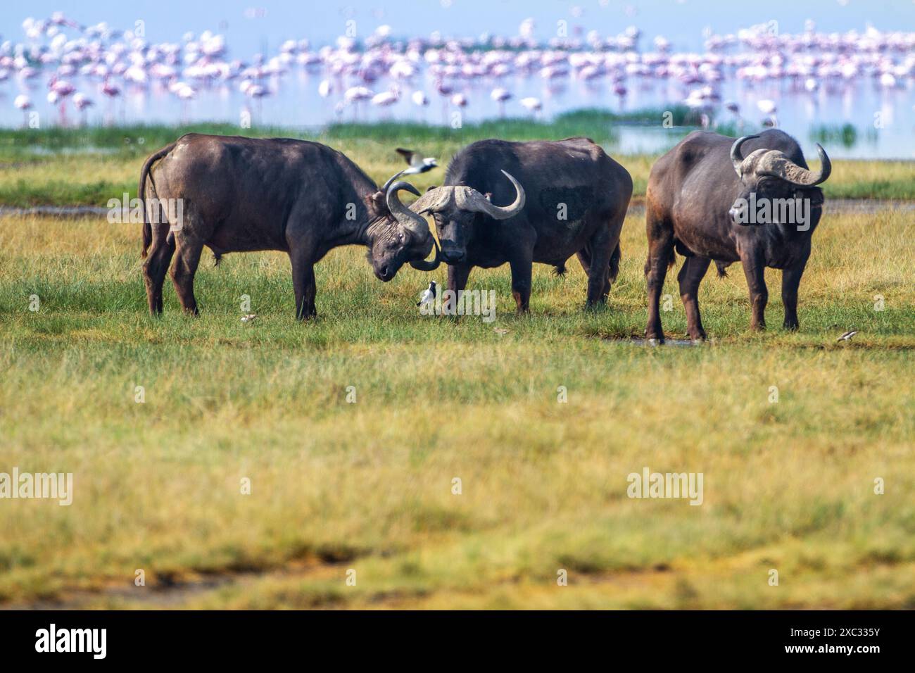 Large group african buffaloes hi-res stock photography and images - Alamy