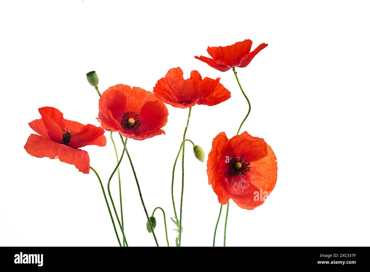 Vibrant Red Poppies isolated on white background. Symbol of remembrance ...