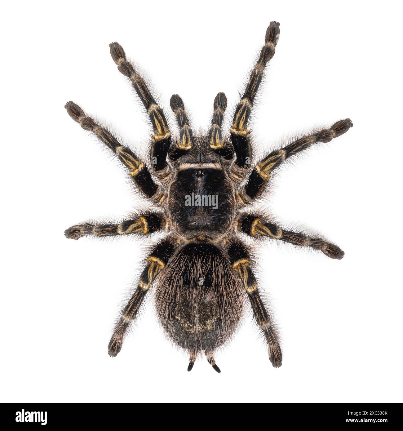 Female Grammostola Pulchripes aka Chaco Golden Knee tarantula. Top view ...