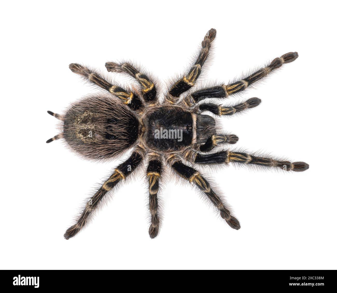 Female Grammostola Pulchripes aka Chaco Golden Knee tarantula. Top view ...