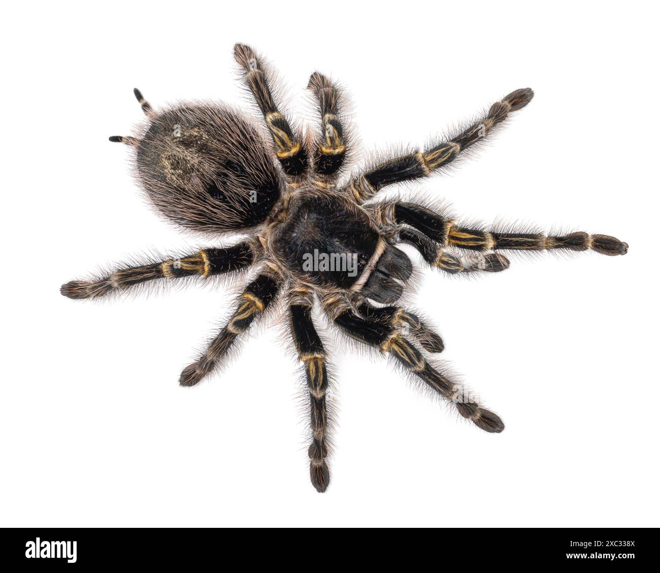 Female Grammostola Pulchripes aka Chaco Golden Knee tarantula. Top view ...