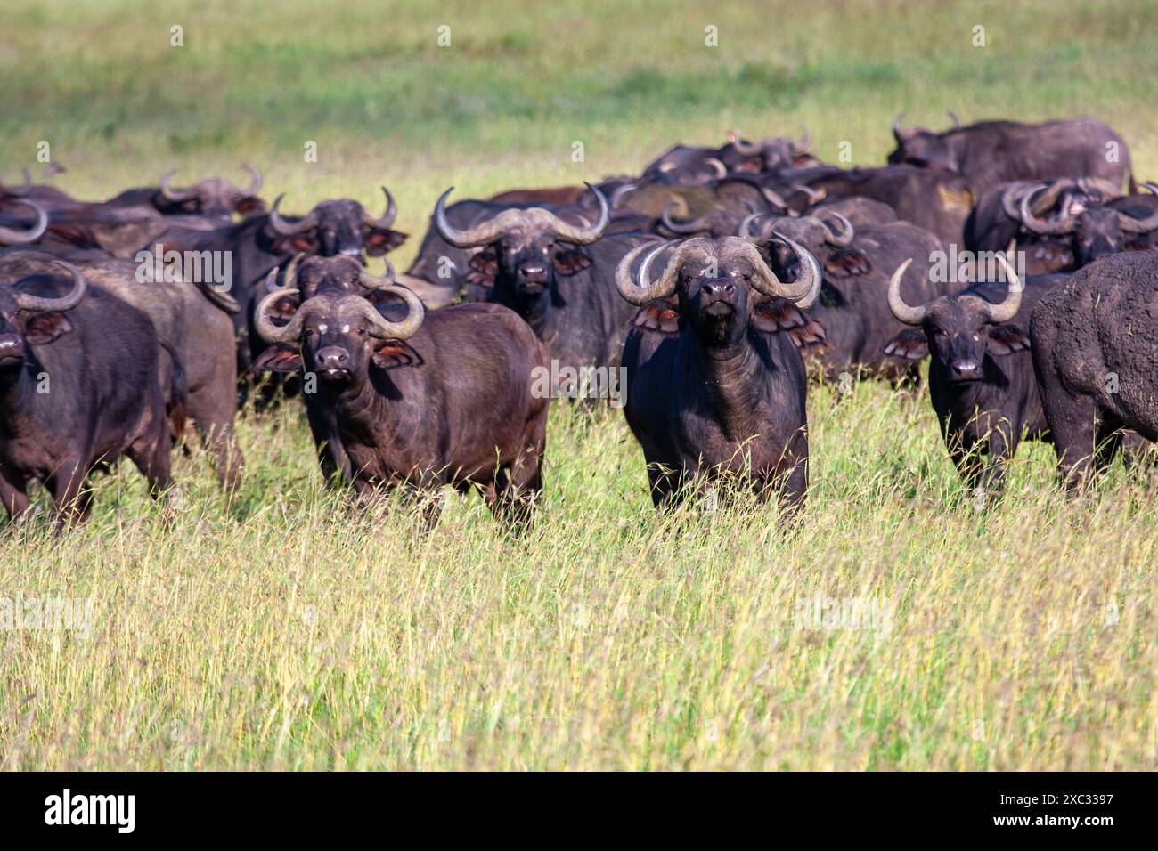 Group african buffalos grazing in hi-res stock photography and images ...
