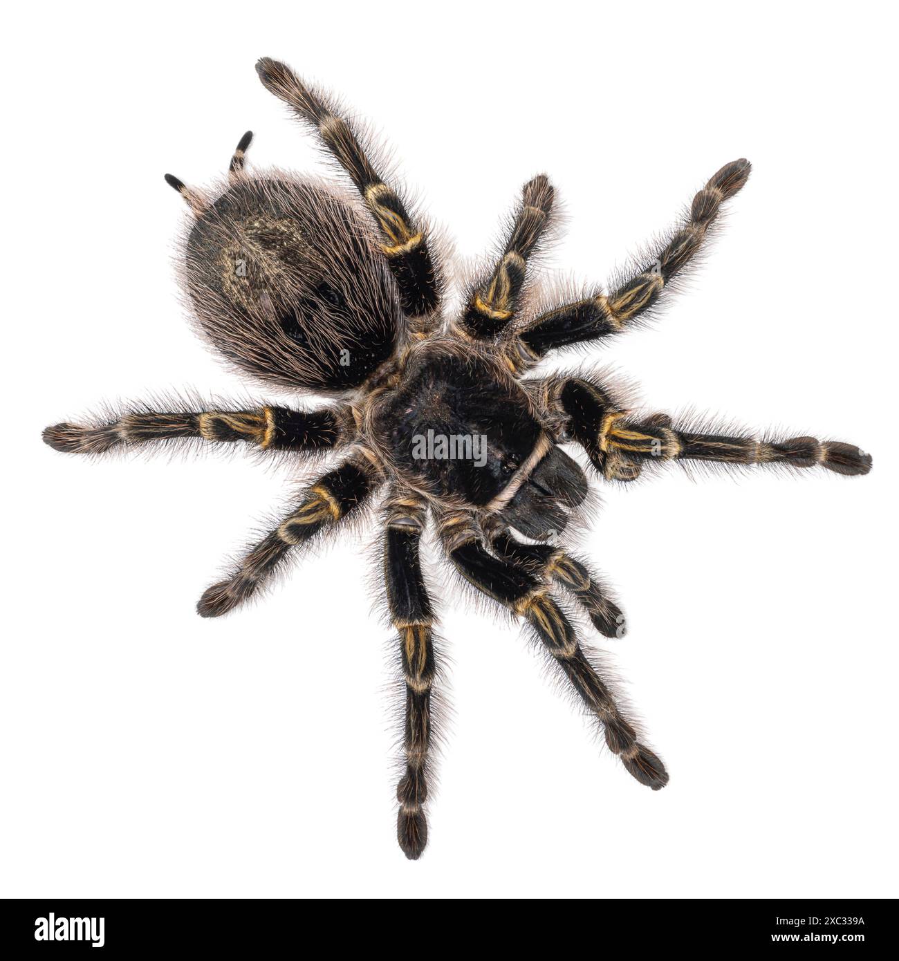 Female Grammostola Pulchripes aka Chaco Golden Knee tarantula. Top view ...