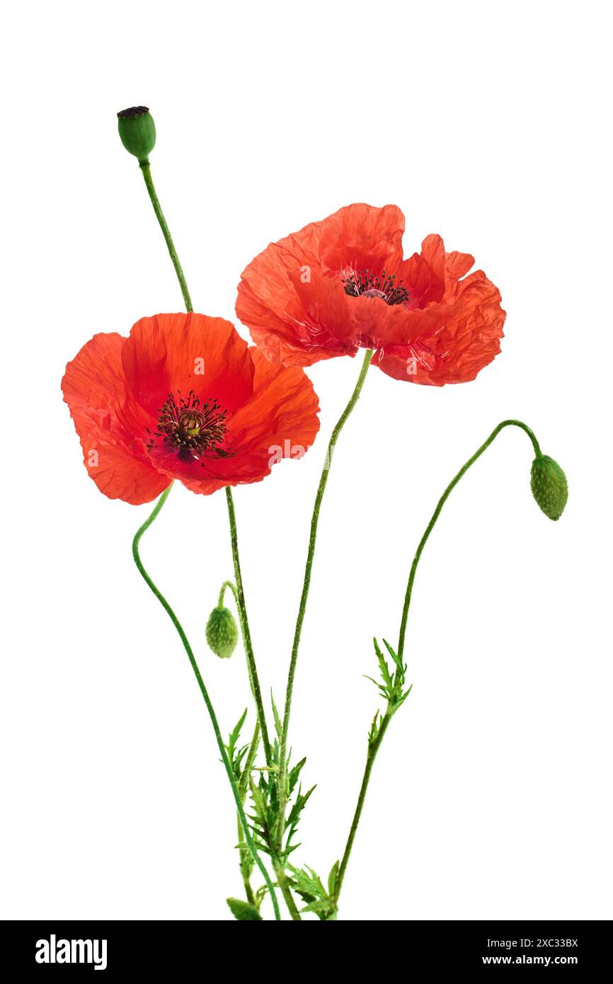 Vibrant Poppies Isolated on White. Symbol of remembrance day Stock ...