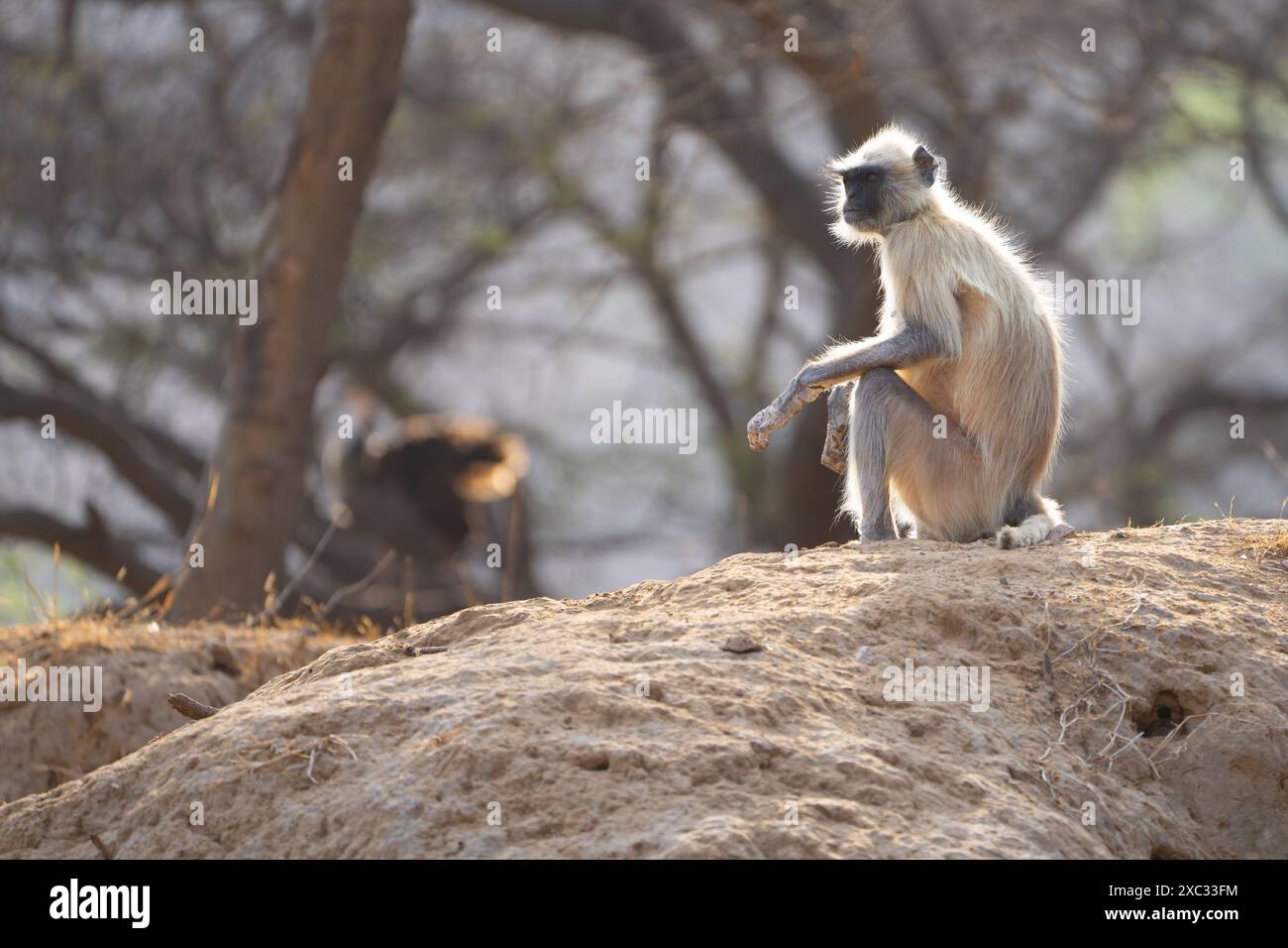 Northern plains gray langur (Semnopithecus entellus) Photographed at ...