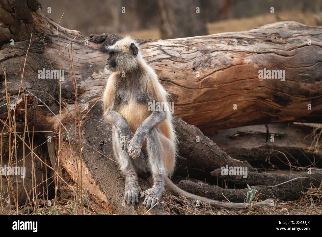 Northern plains gray langur (Semnopithecus entellus) Photographed at ...