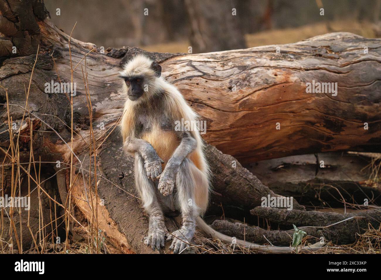 Northern plains gray langur (Semnopithecus entellus) Photographed at ...