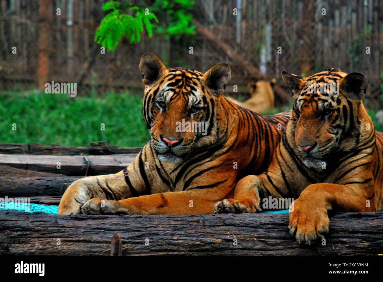 Open Zoo in Safari Park, is one of the main park in Safari World, a ...