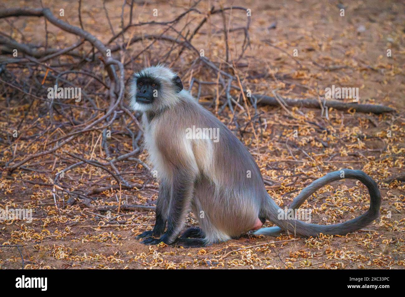 Northern plains gray langur (Semnopithecus entellus) Photographed at ...