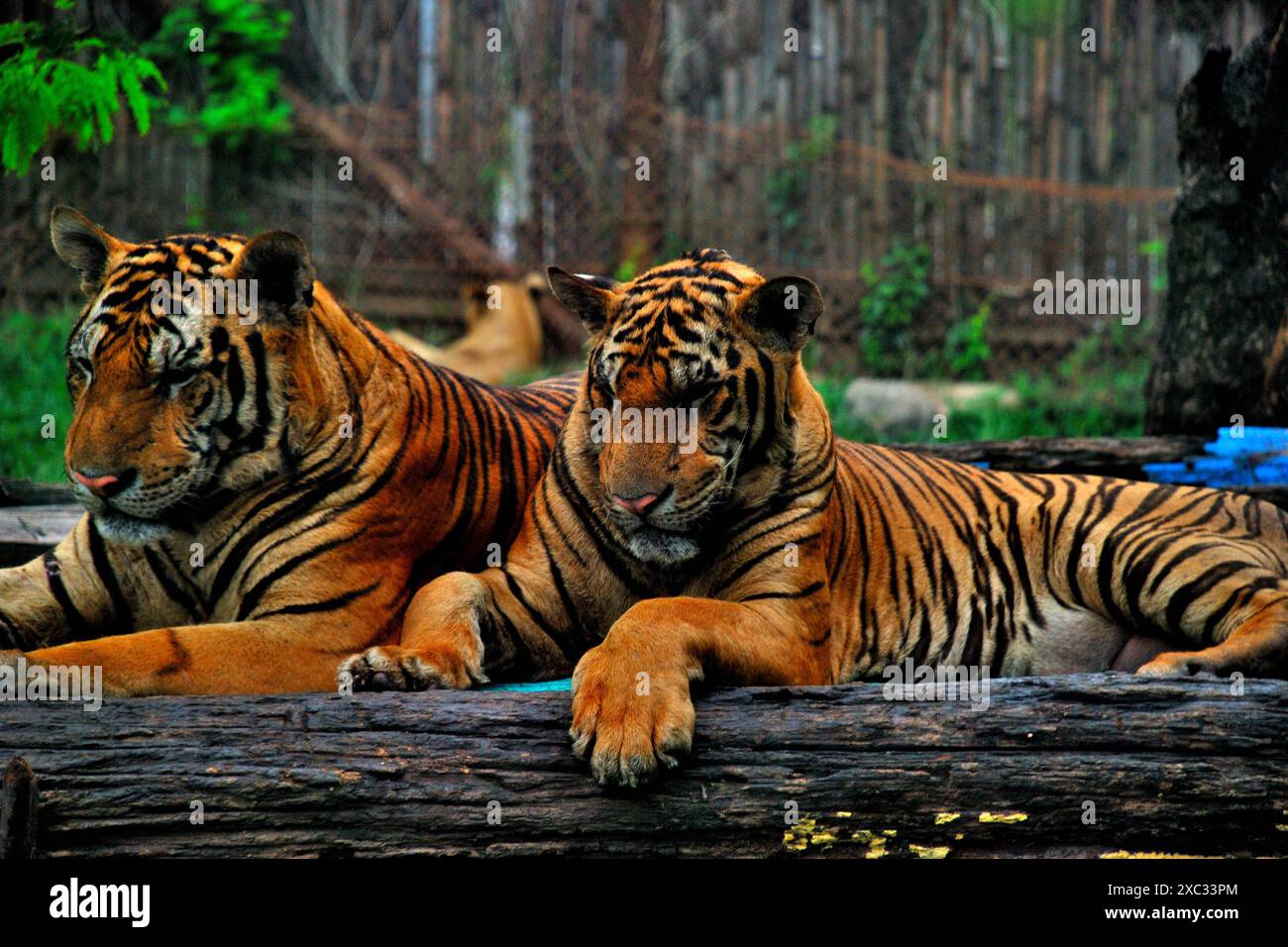 Open Zoo in Safari Park, is one of the main park in Safari World, a ...