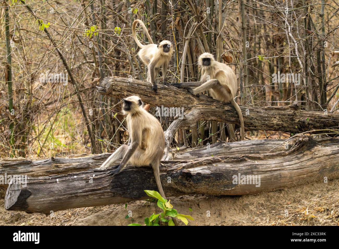 Northern plains gray langur (Semnopithecus entellus) Photographed at ...