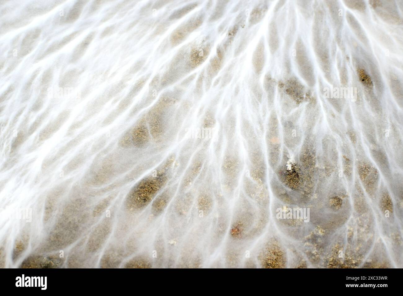 A fragment of white fluffy mold in the basement of a house. Dangerous ...