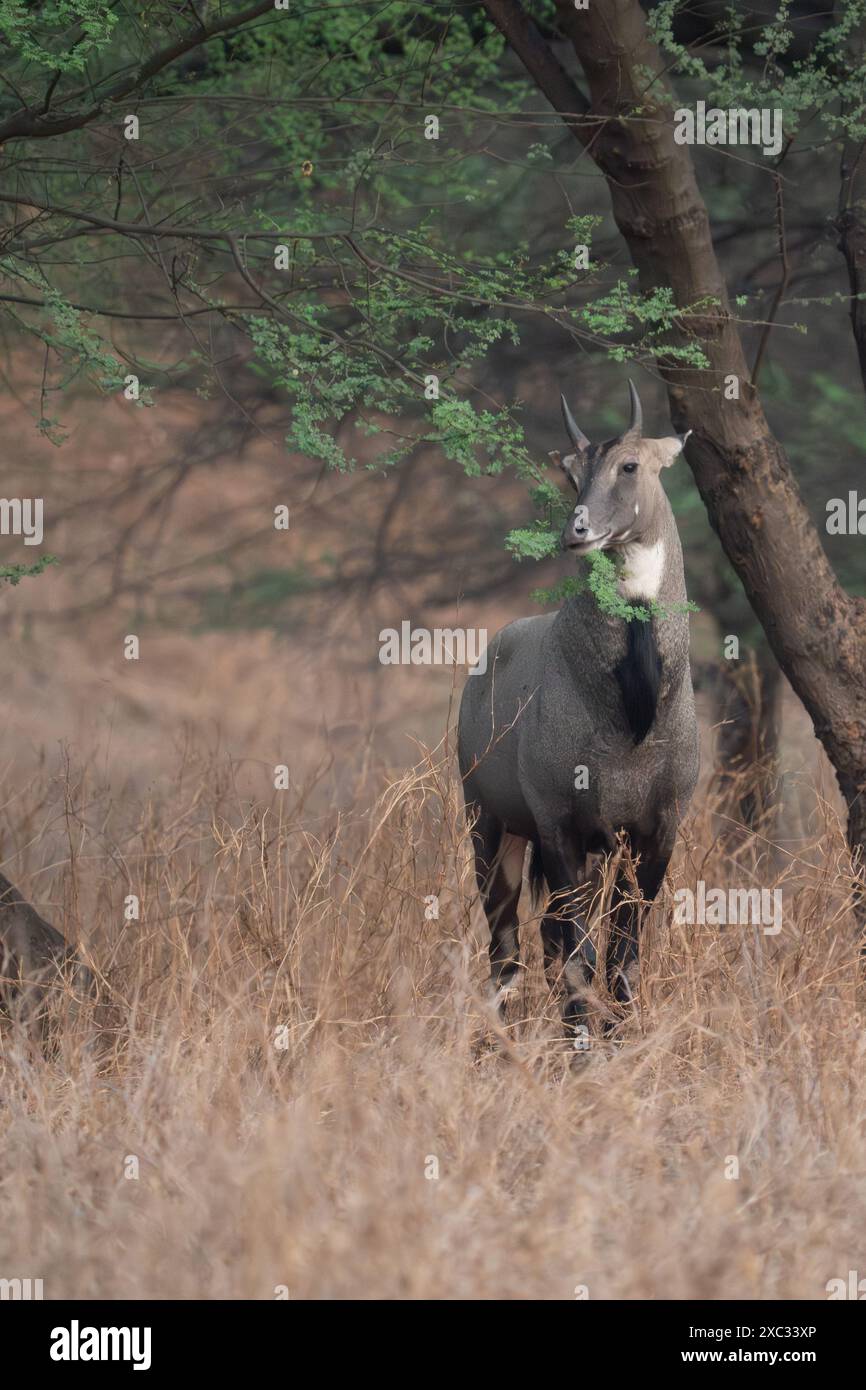 Nilgai (Boselaphus tragocamelus). These large Asian antelope are ...