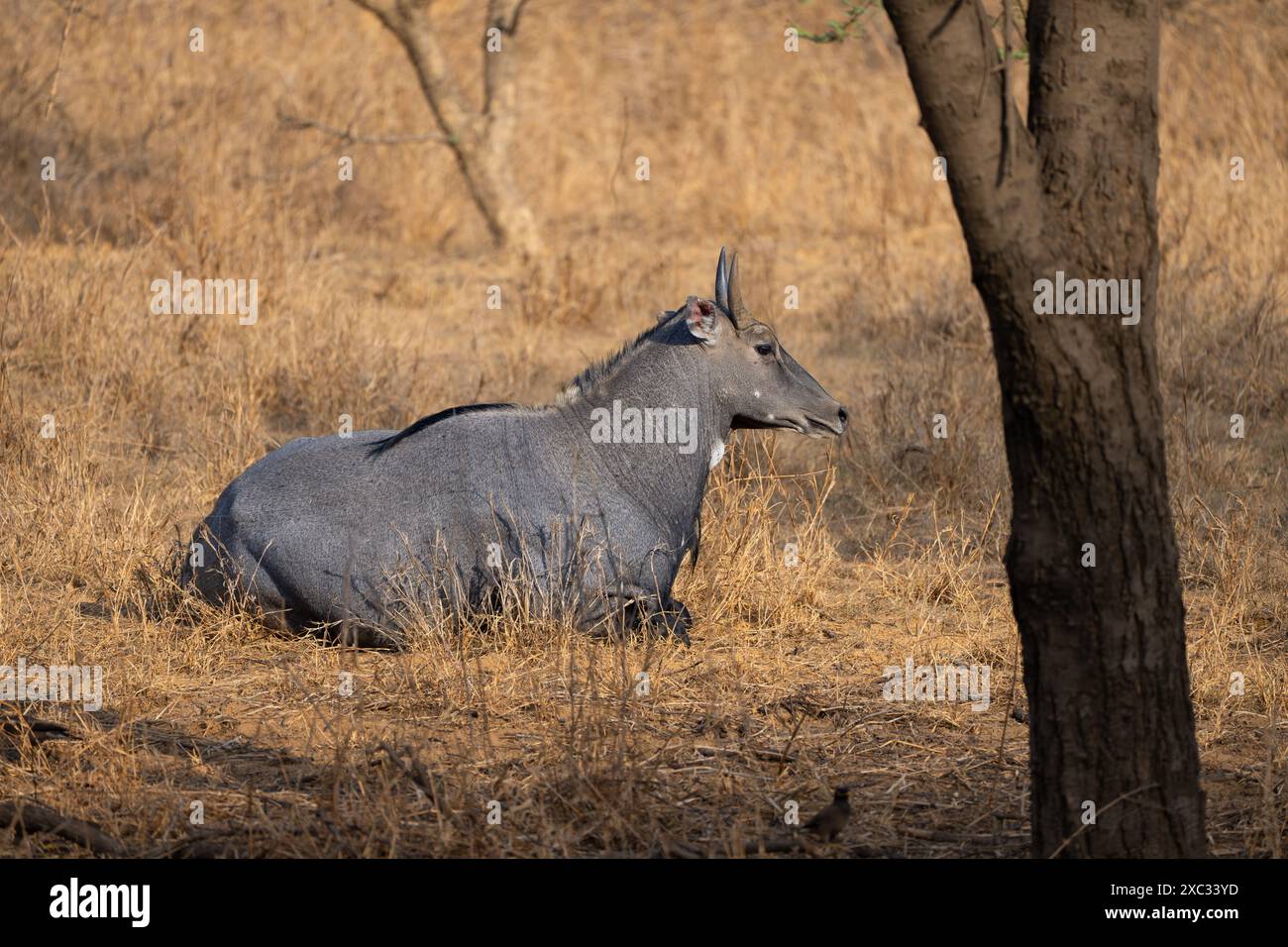 Nilgai (Boselaphus tragocamelus). These large Asian antelope are ...