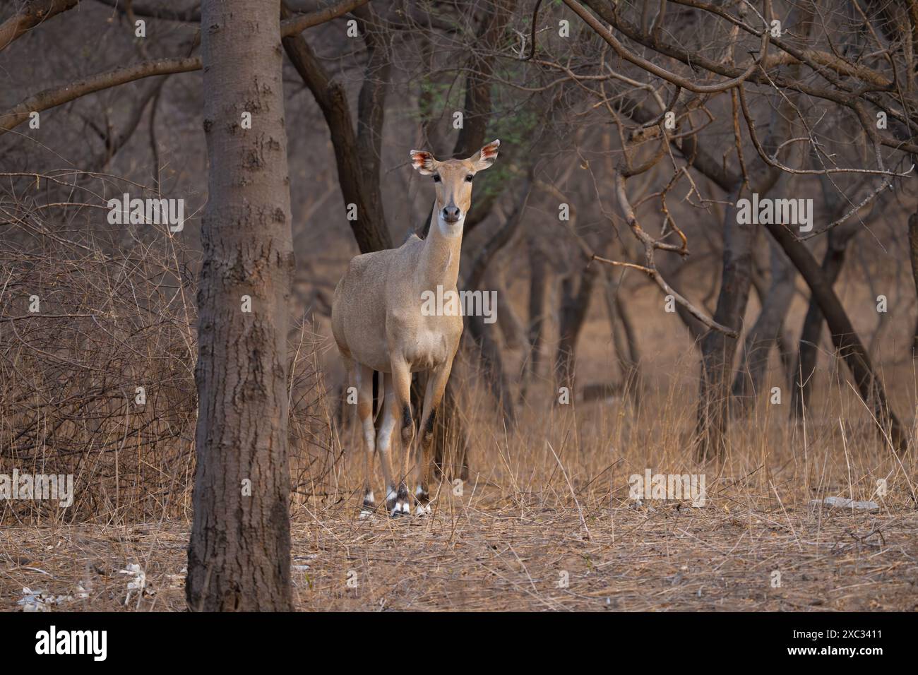 Nilgai (Boselaphus tragocamelus). These large Asian antelope are ...