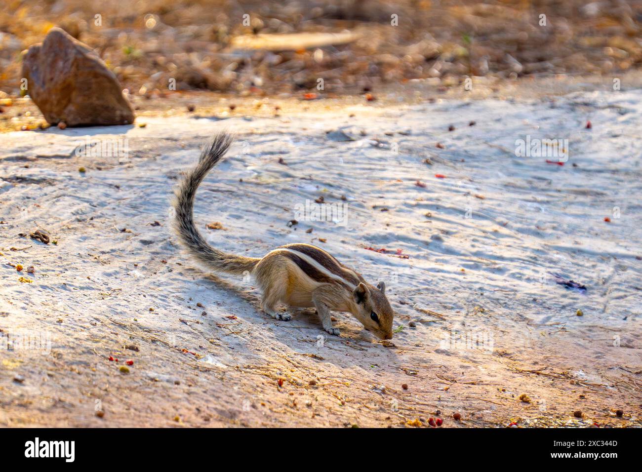 The northern palm squirrel (Funambulus pennantii), also called the five ...