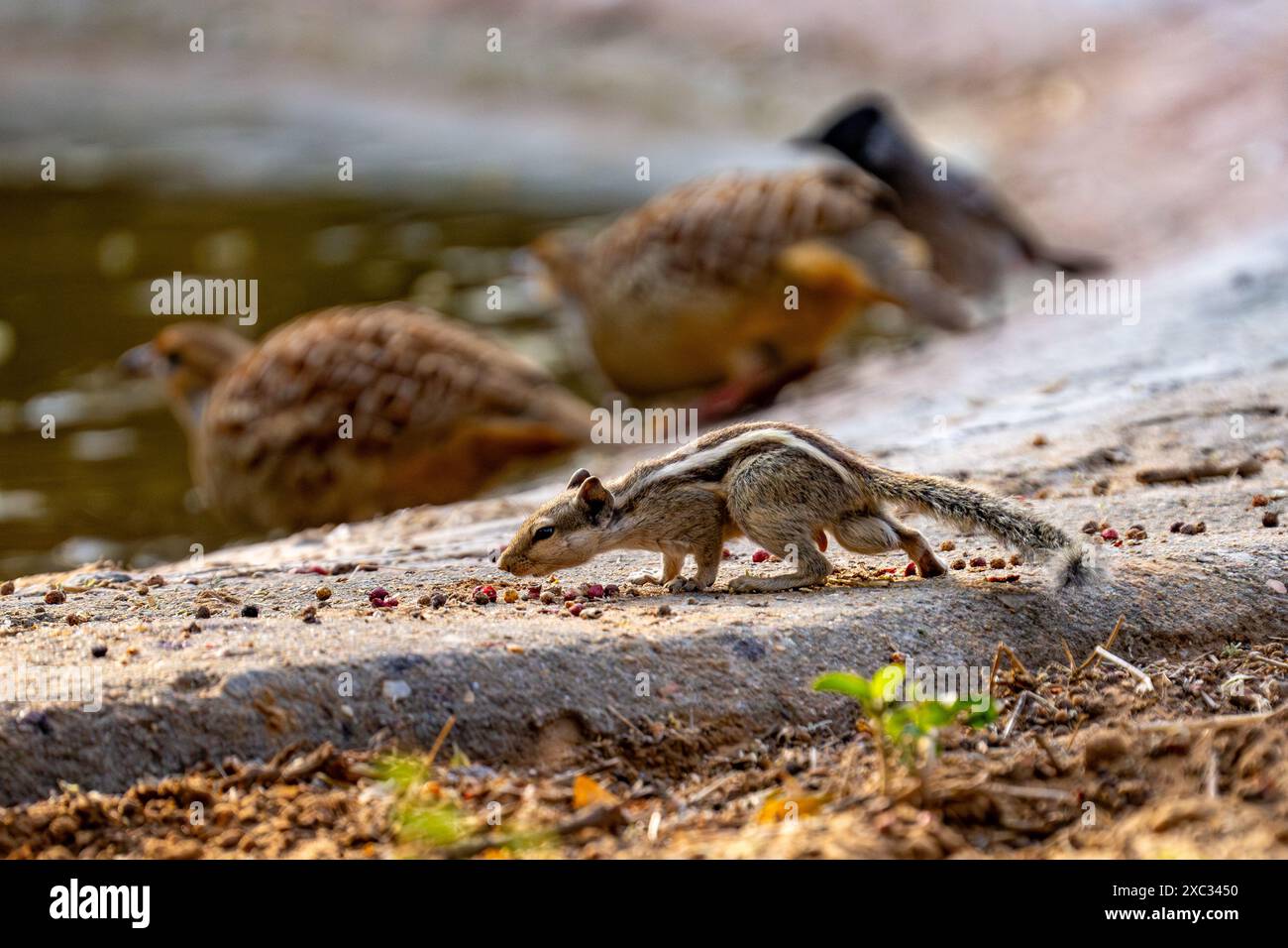 The northern palm squirrel (Funambulus pennantii), also called the five ...