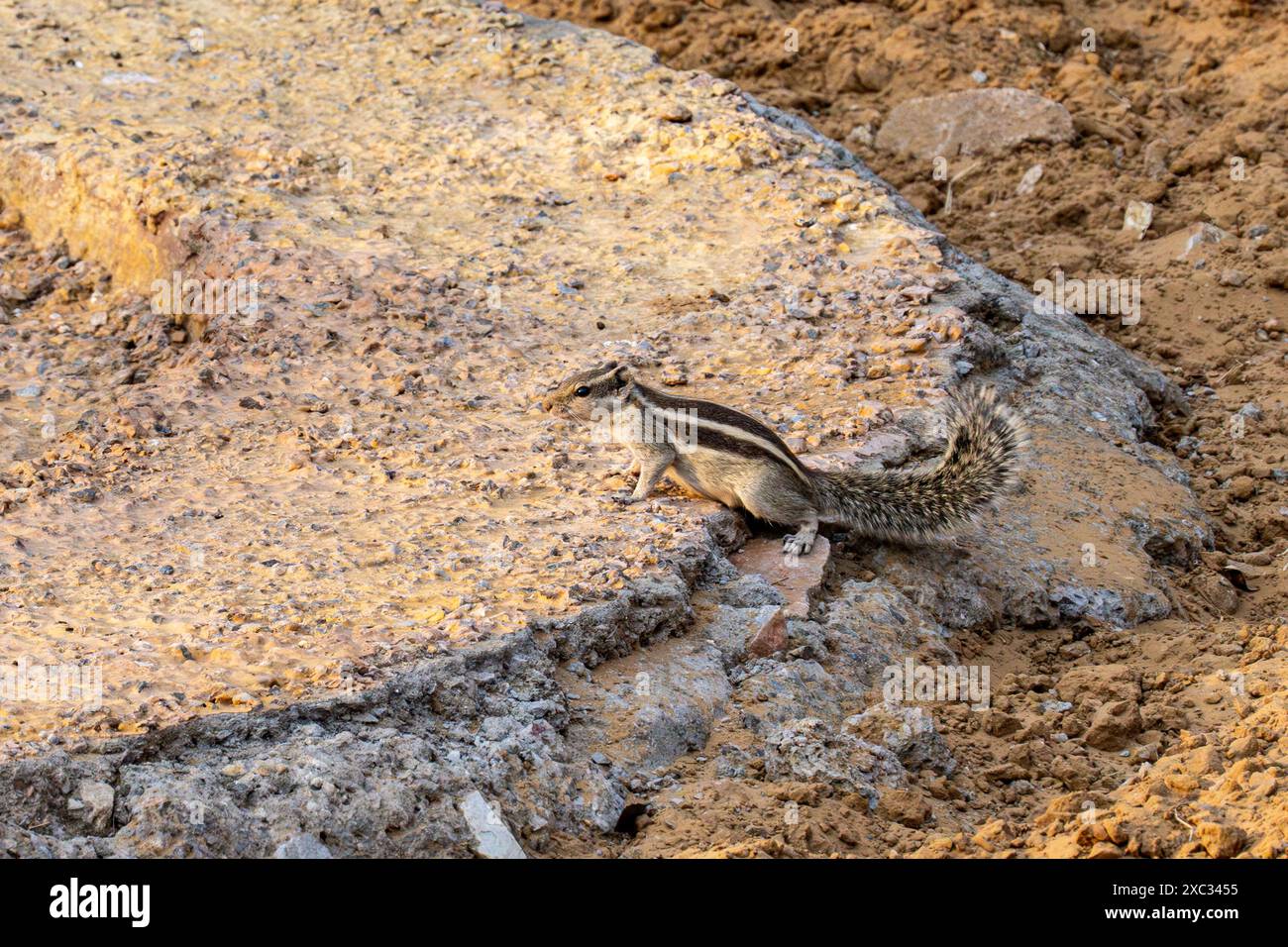 The northern palm squirrel (Funambulus pennantii), also called the five ...