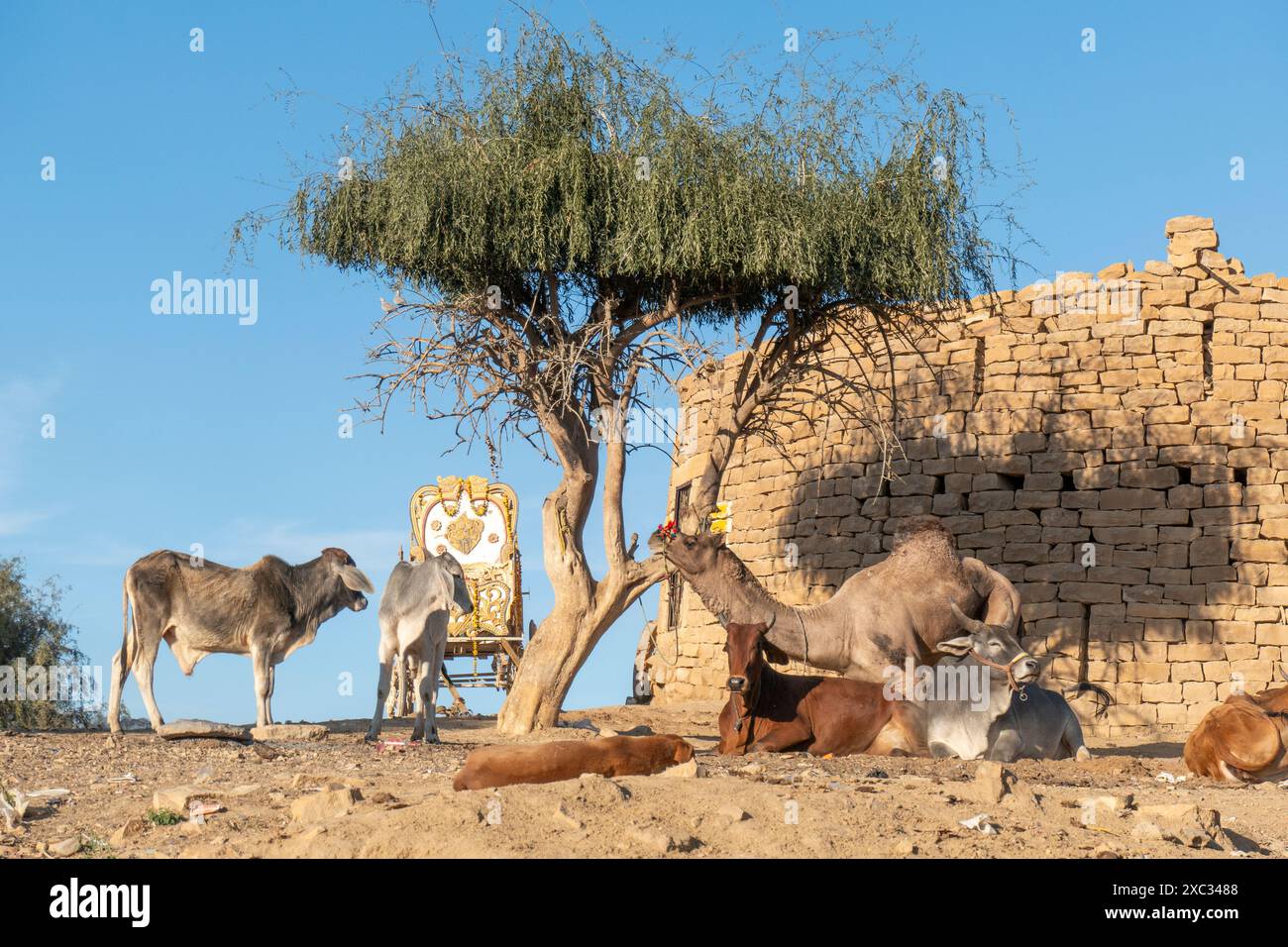 old small loam farm house at the desert thar with tree and camels and ...