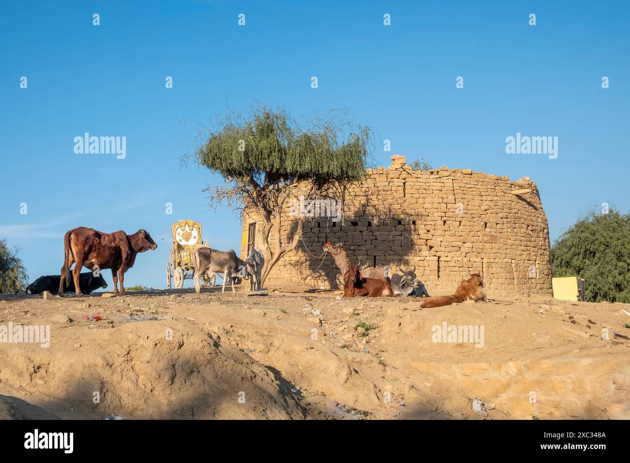 old small loam farm house at the desert thar with tree and camels and ...