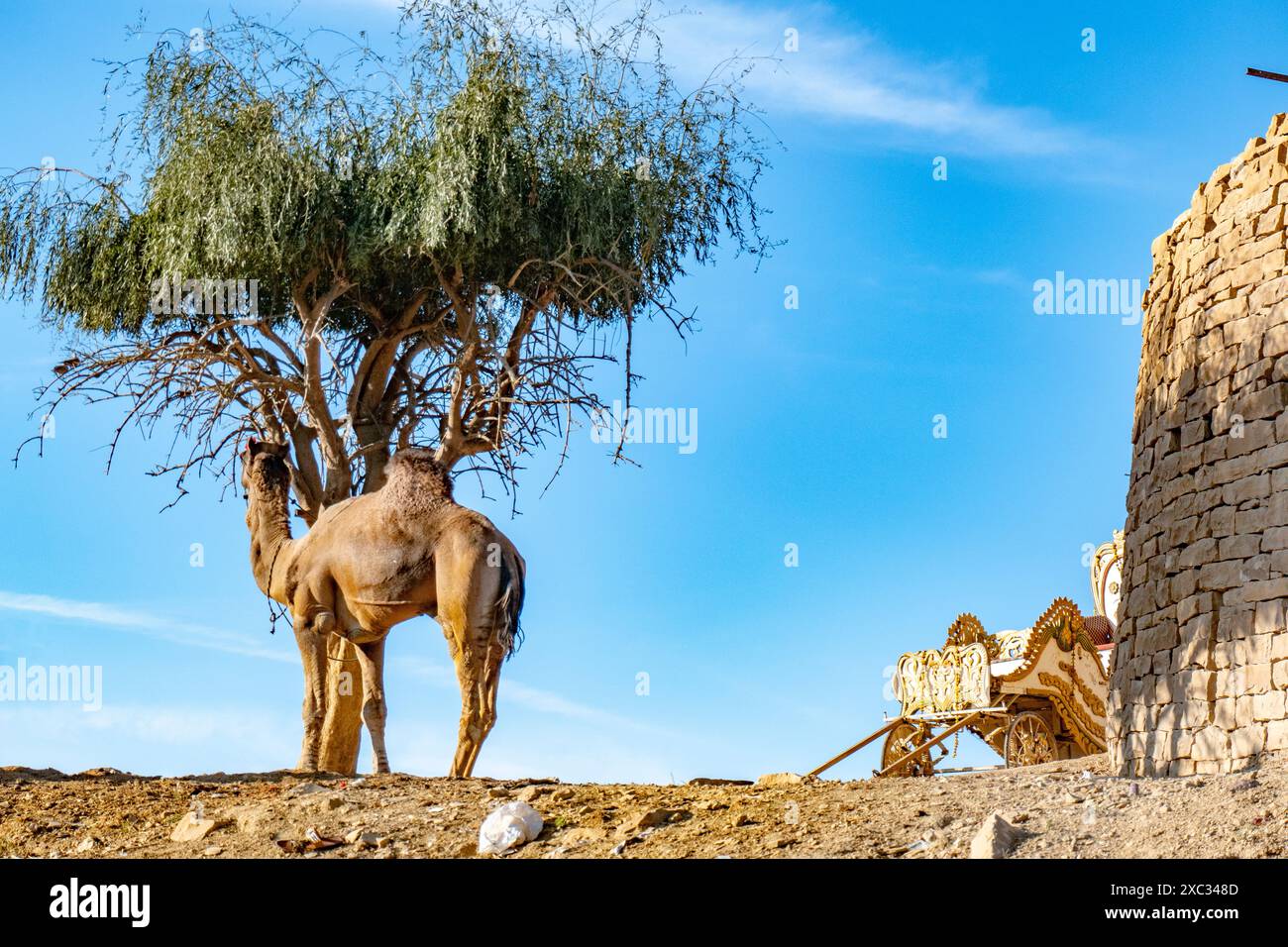 old small loam farm house at the desert thar with tree and camels and ...