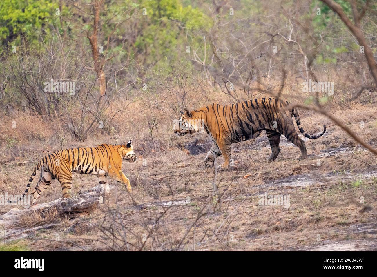 female Bengal tiger with young (Panthera tigris tigris). Photographed ...