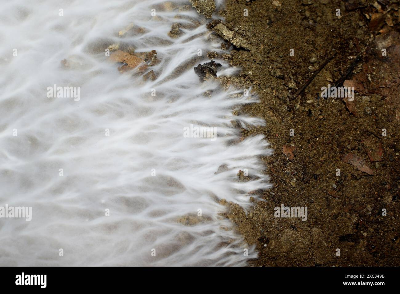 A fragment of white fluffy mold in the basement of a house. Dangerous mold spores for health ...