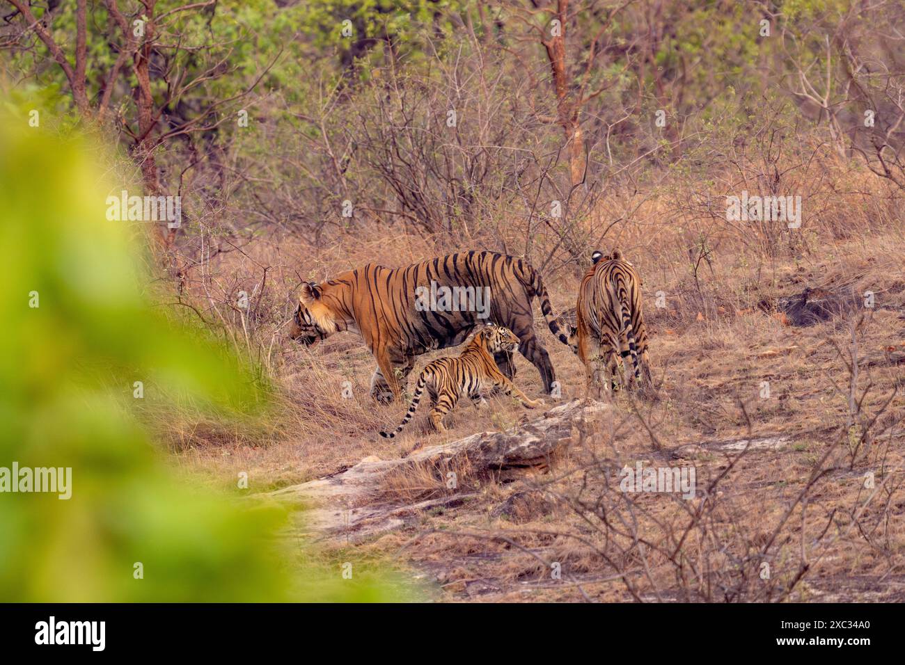 female Bengal tiger with young (Panthera tigris tigris). Photographed ...