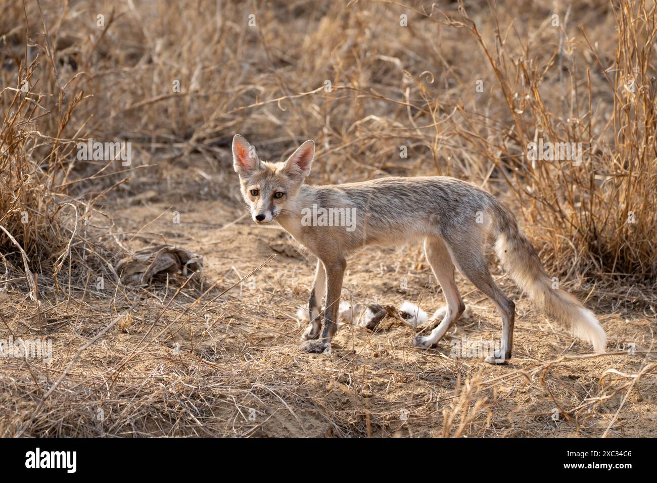 white-footed fox (Vulpes vulpes pussilla) Photographed in Jhalana ...