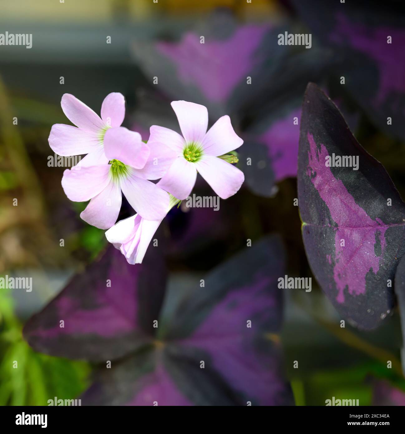 pink flowers of a Purple false shamrock (Oxalis triangularis) close up ...