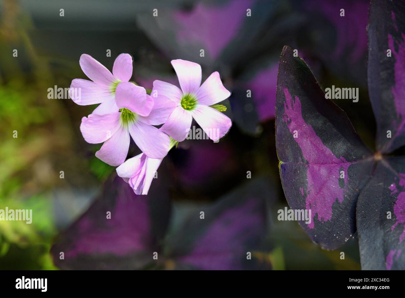 pink flowers of a Purple false shamrock (Oxalis triangularis) close up ...