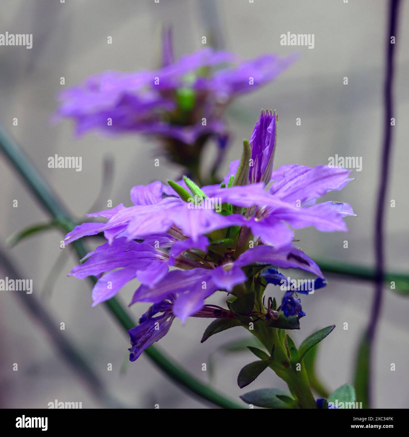 Scaevola aemula, commonly known as the fairy fan-flower or common fan ...