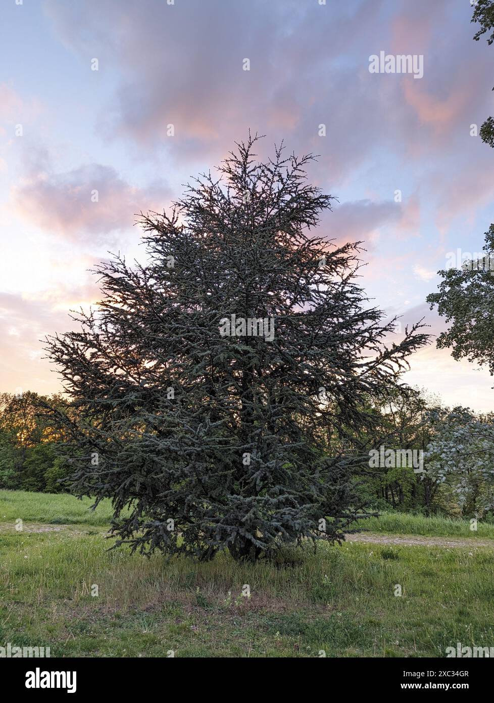Cedar Conifer Tree and Pink Clouds in the Sky in the Background Stock ...