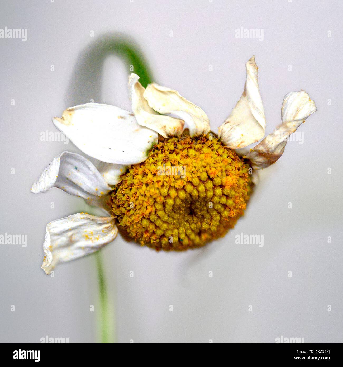 Wilted Anthemis arvensis, also known as corn chamomile, mayweed ...