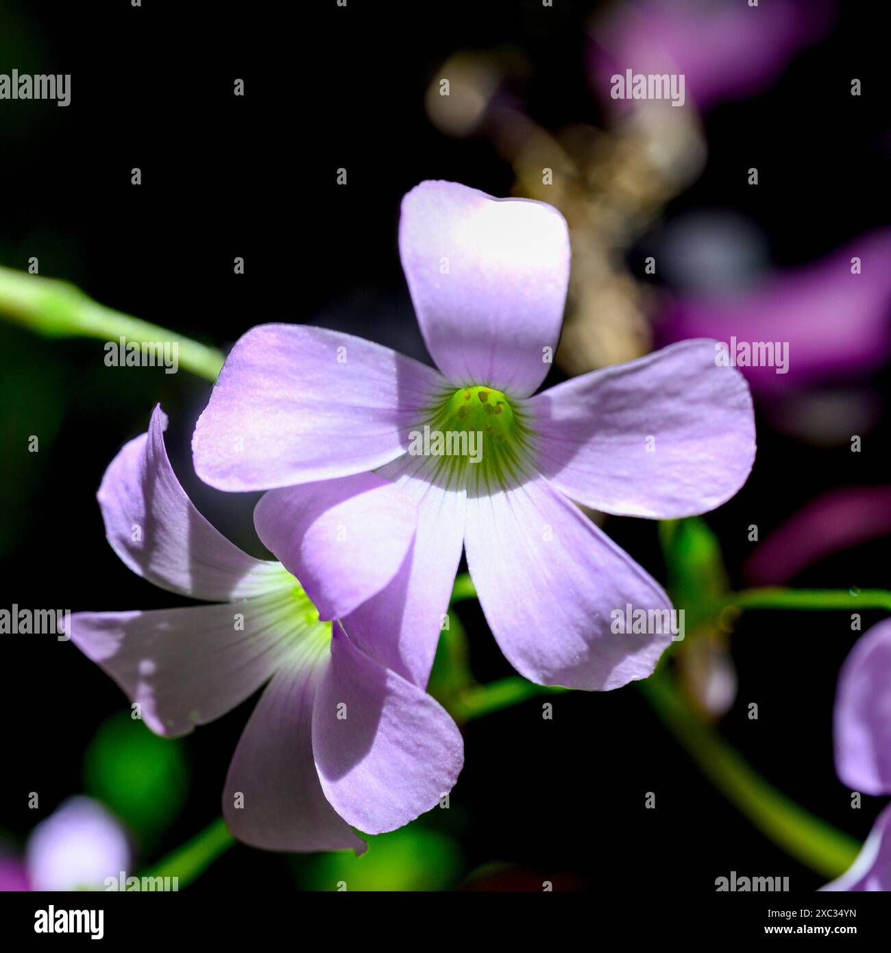 pink flowers of a Purple false shamrock (Oxalis triangularis) close up ...