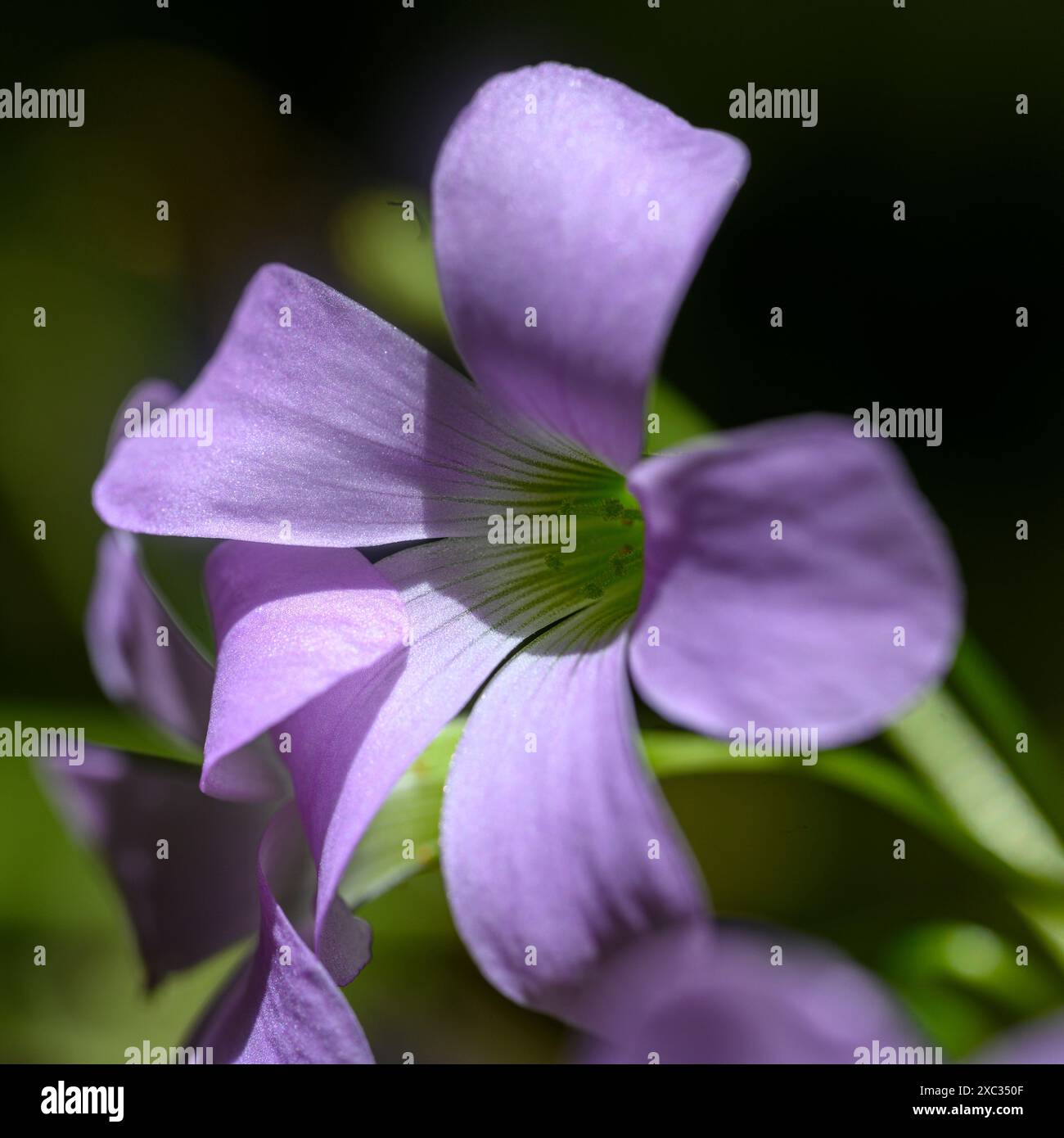 pink flowers of a Purple false shamrock (Oxalis triangularis) close up ...