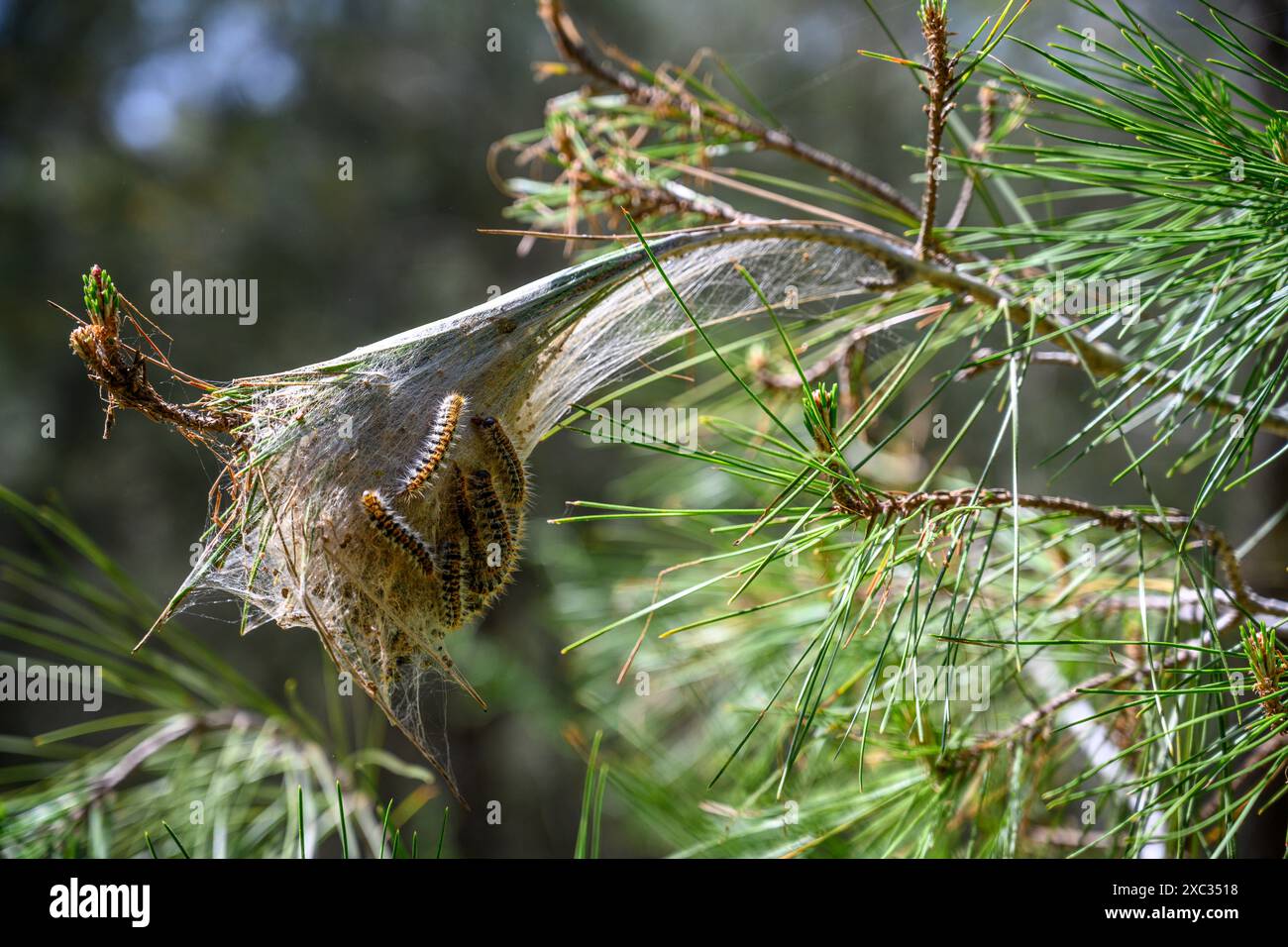 Pine processionary caterpillar nest. Spun web nest of the pine ...