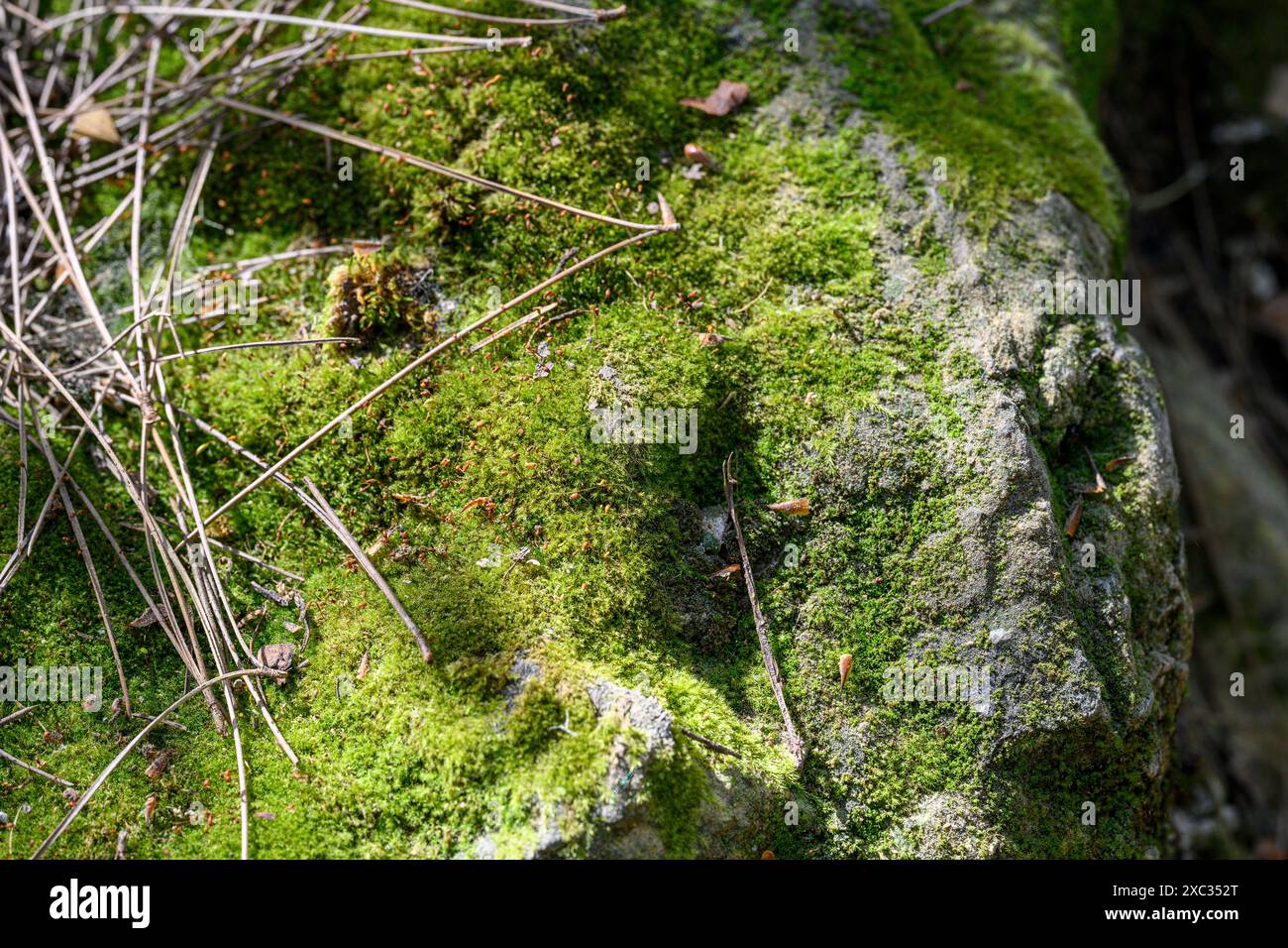 Moss covered rock, Photographed in the Upper Galilee, Israel in April ...